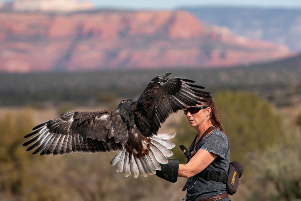 Raptor Falconry Center Comes to the Festival of Science - Flagstaff ...